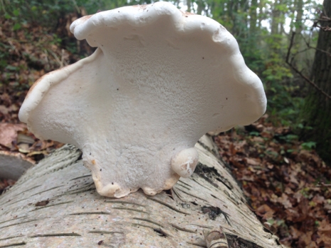 Polypore - Alchetron, The Free Social Encyclopedia