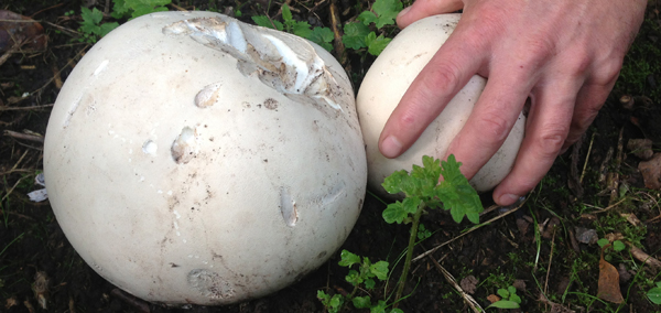 Top 10 safest mushrooms for novice foragers