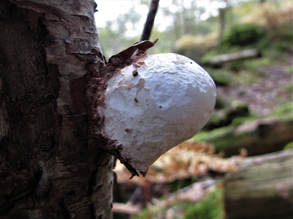 Birch Polypore - Wild Food UK