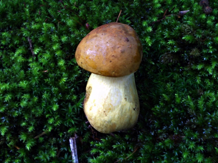 Bitter Bolete - Wild Food UK