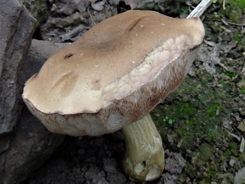 Bitter Bolete - Wild Food UK