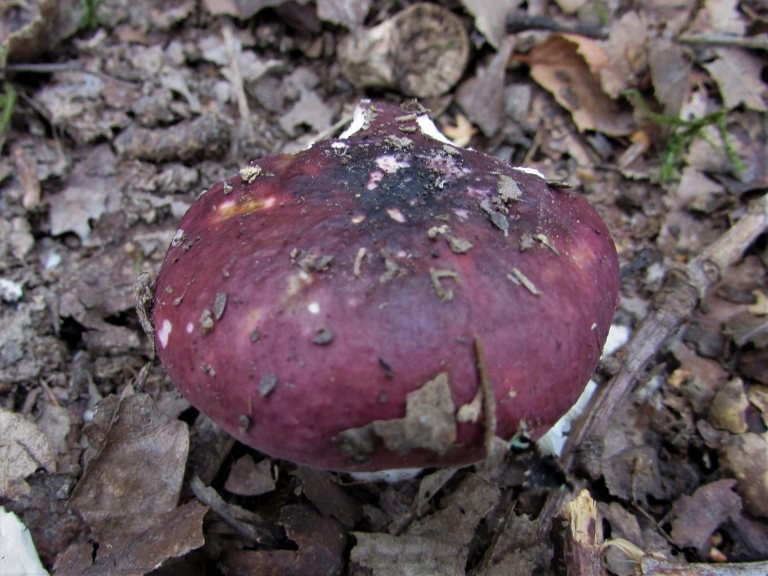 Purple Brittlegill - Wild Food UK