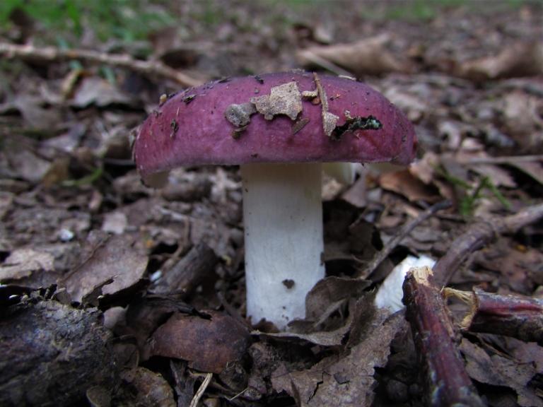 Purple Brittlegill - Wild Food UK