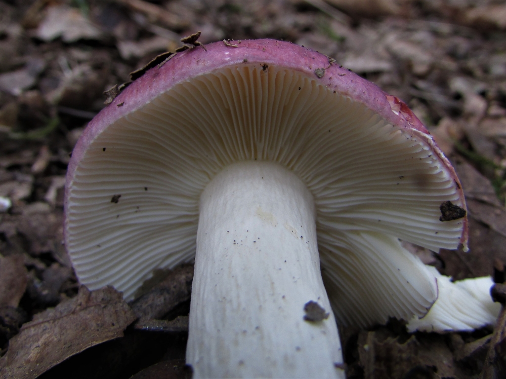 Blackish Purple Russula
