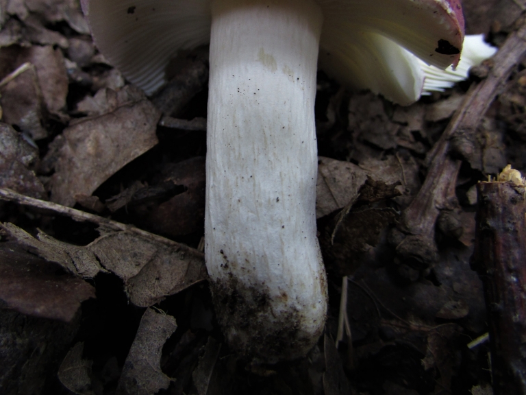 Blackish Purple Russula