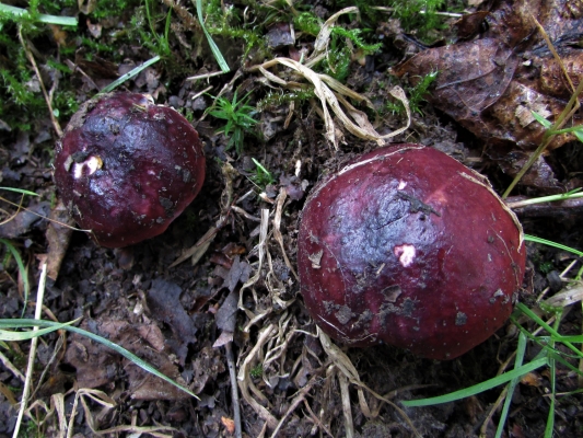 Blackish Purple Russula