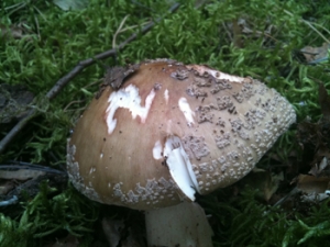 Guildford, Surrey Summer Foraging Course - Wild Food UK