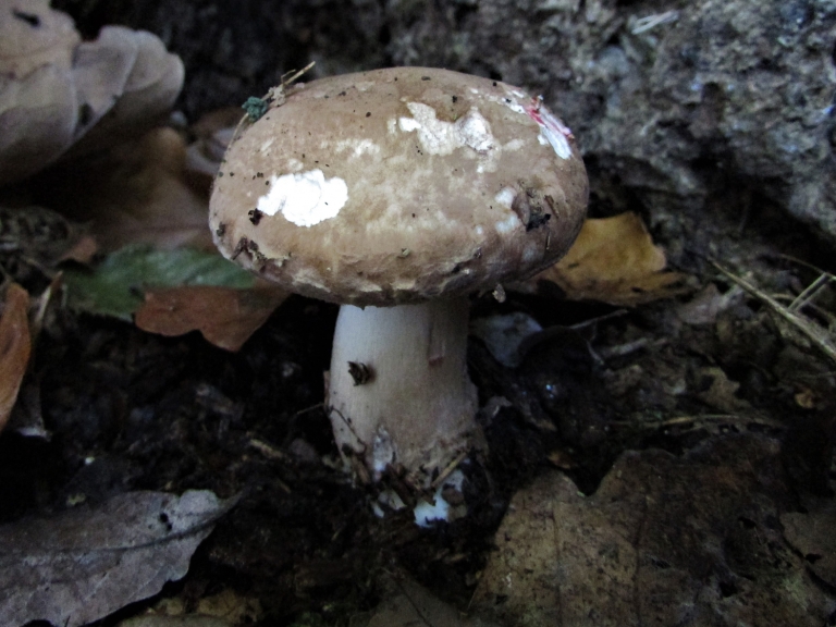 Blushing Wood Mushroom - Wild Food UK