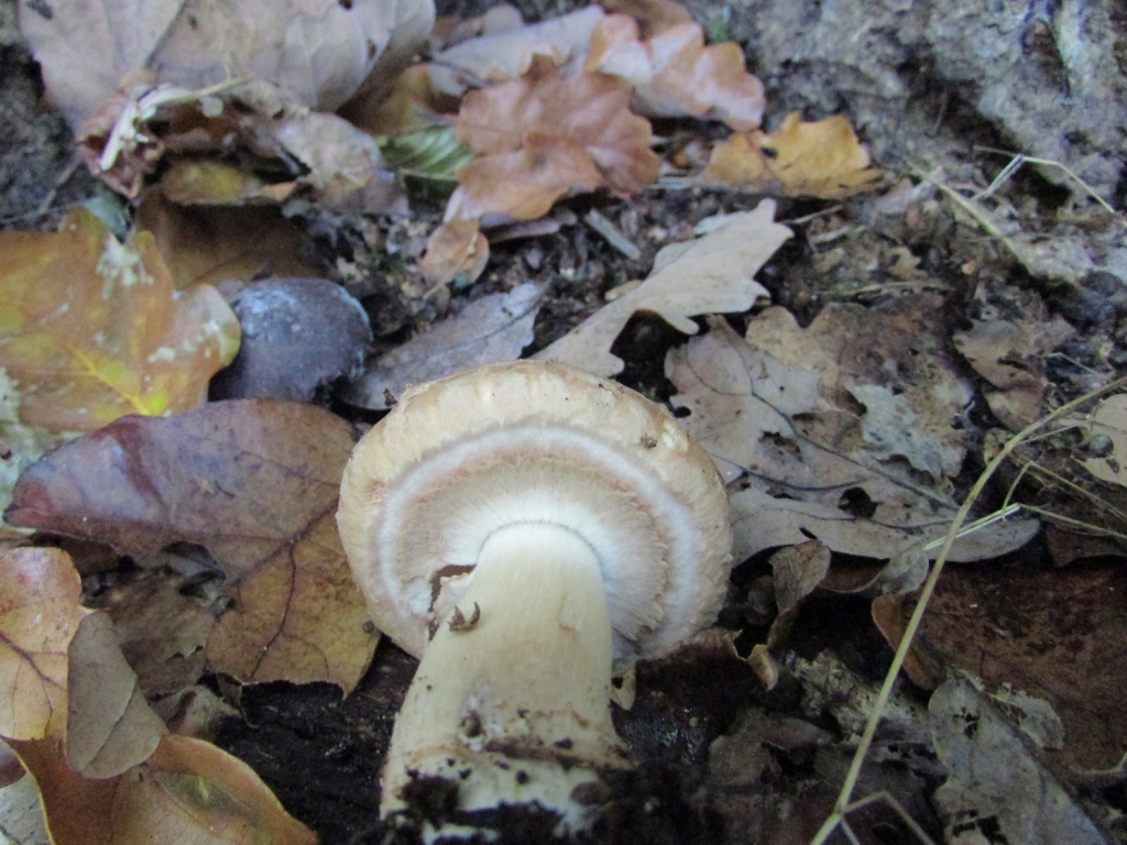 Blushing Wood Mushroom - Wild Food UK