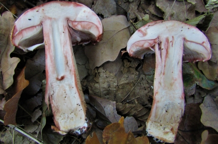 The Blushing Wood Mushroom
