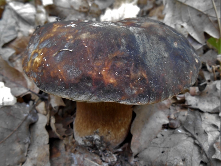 Bronze Bolete - Wild Food UK