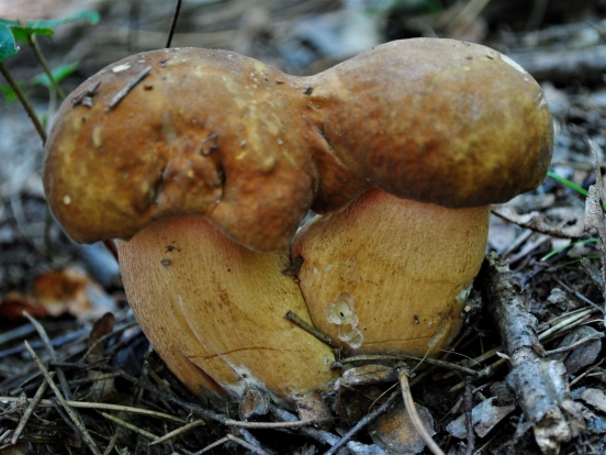 Bronze Bolete - Wild Food UK
