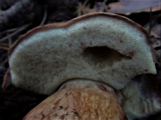 Bronze Bolete - Wild Food UK