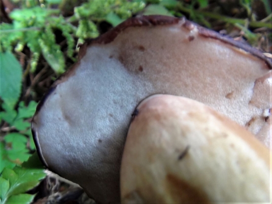 Bronze Bolete - Wild Food UK