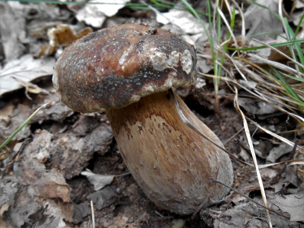 Bronze Bolete - Wild Food UK