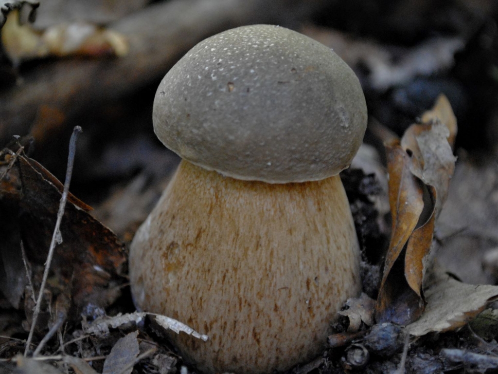 Bronze Bolete - Wild Food UK