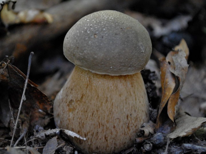 Bronze Bolete - Wild Food UK