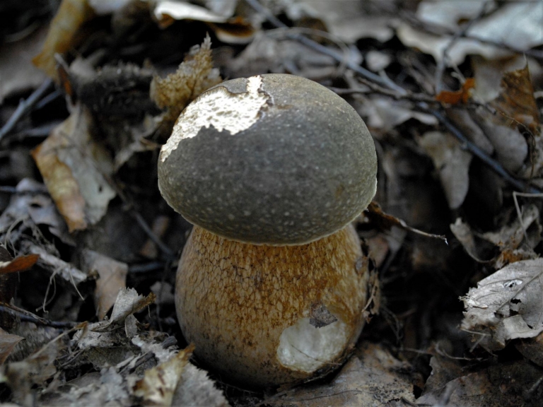 Bronze Bolete - Wild Food UK