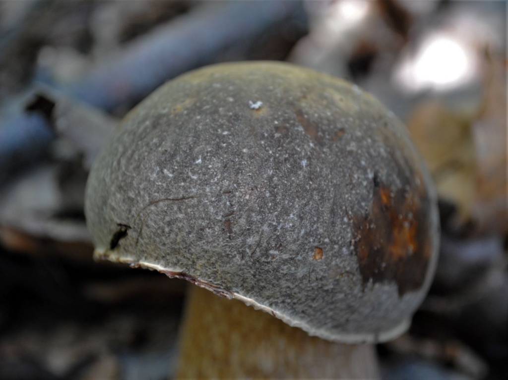 Bronze Bolete - Wild Food UK