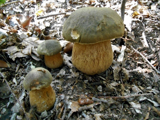Bronze Bolete - Wild Food UK