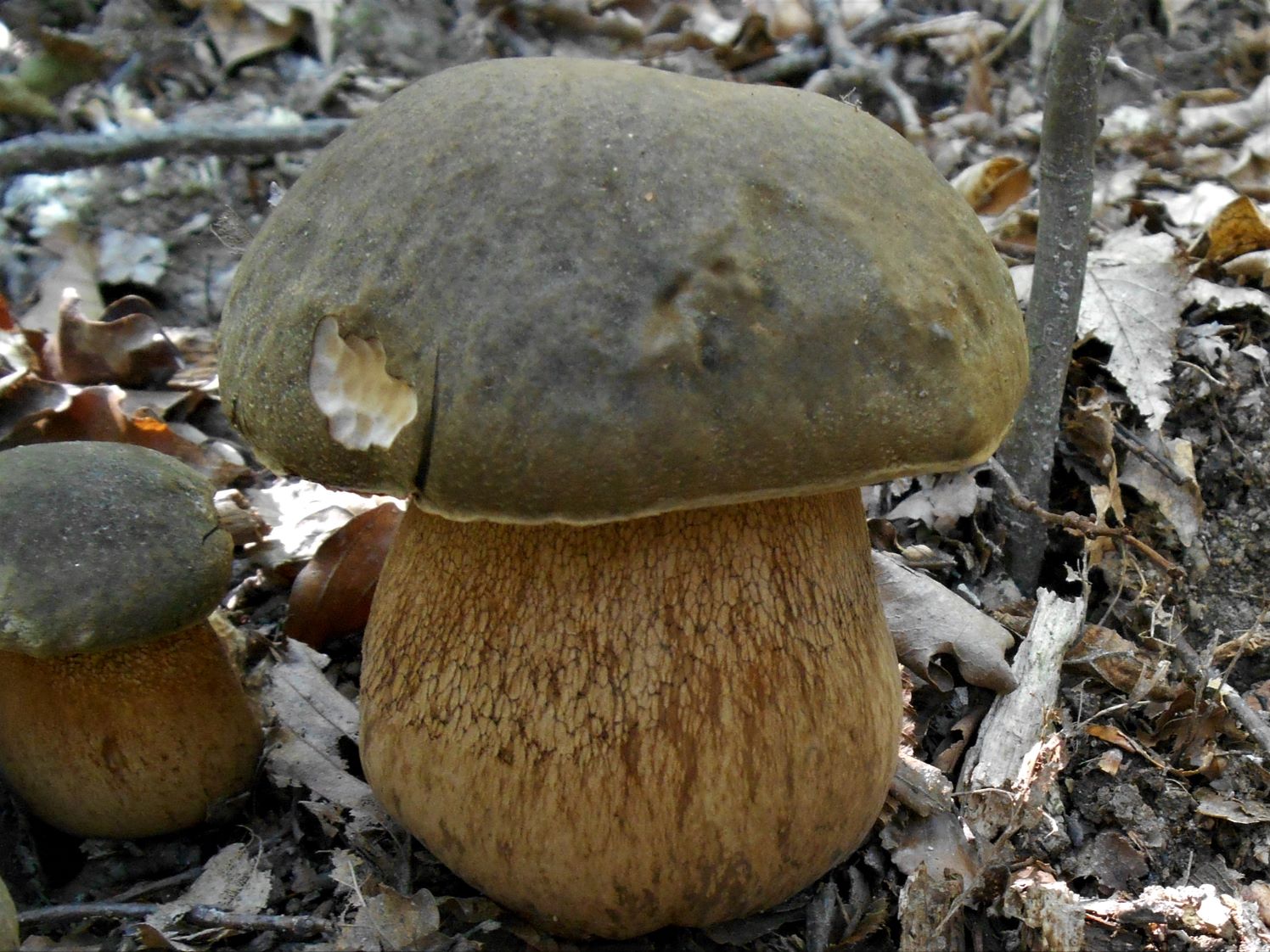 Bronze Bolete - Wild Food UK