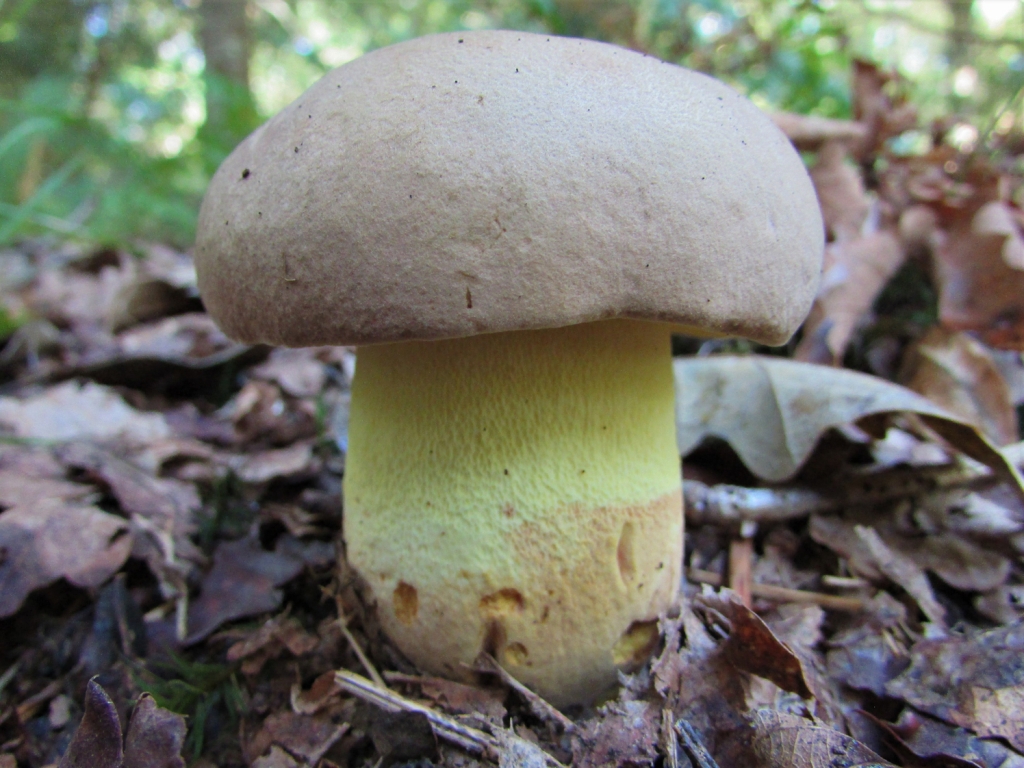 Oak Bolete - Wild Food UK