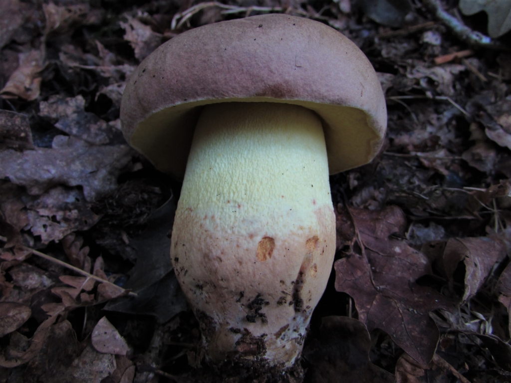 Oak Bolete - Wild Food UK