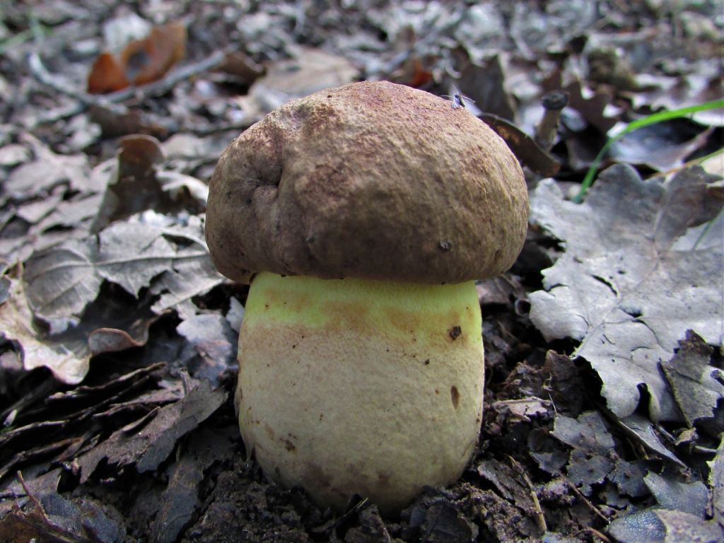 Oak Bolete - Wild Food UK