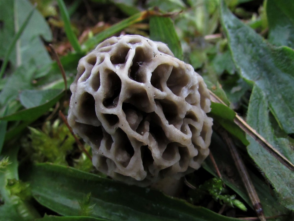 Common Morel - Wild Food UK
