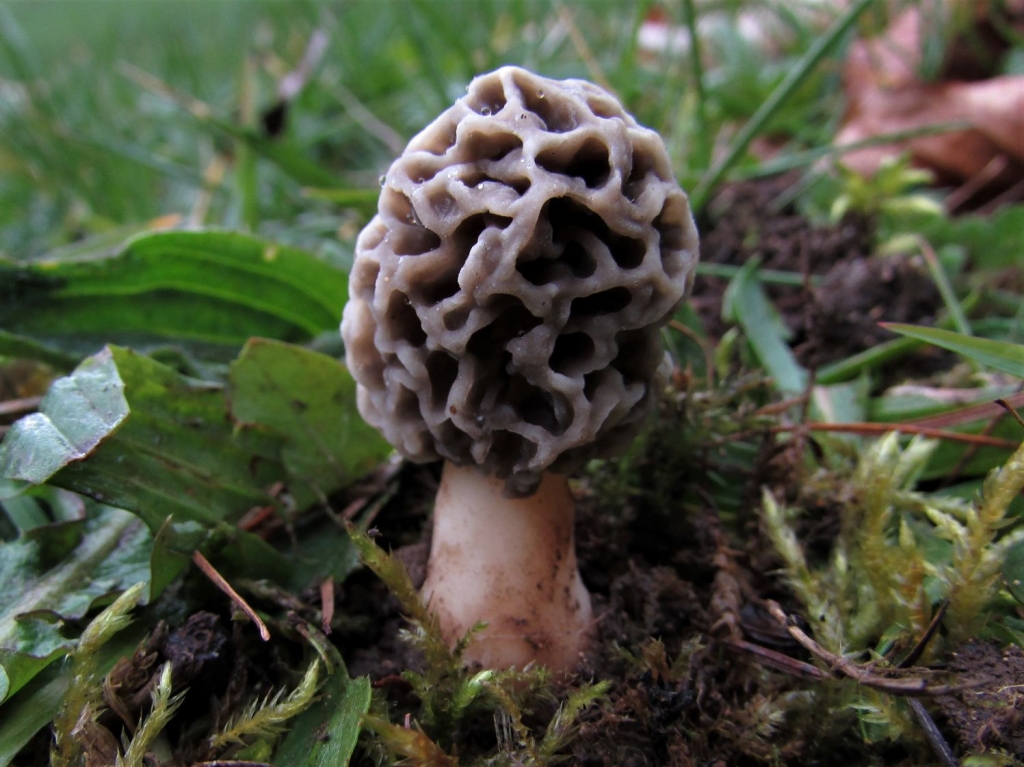 Common Morel