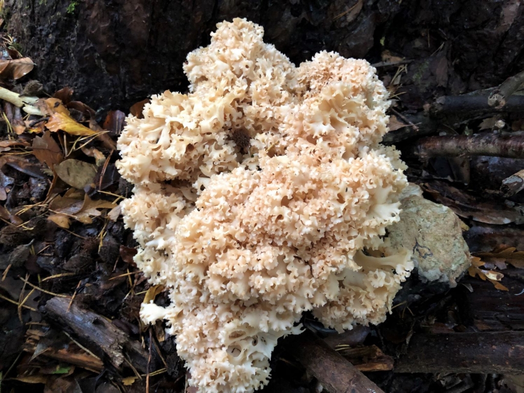 Cauliflower-Like Lesions Fungal Infection at Hilda Woolsey blog