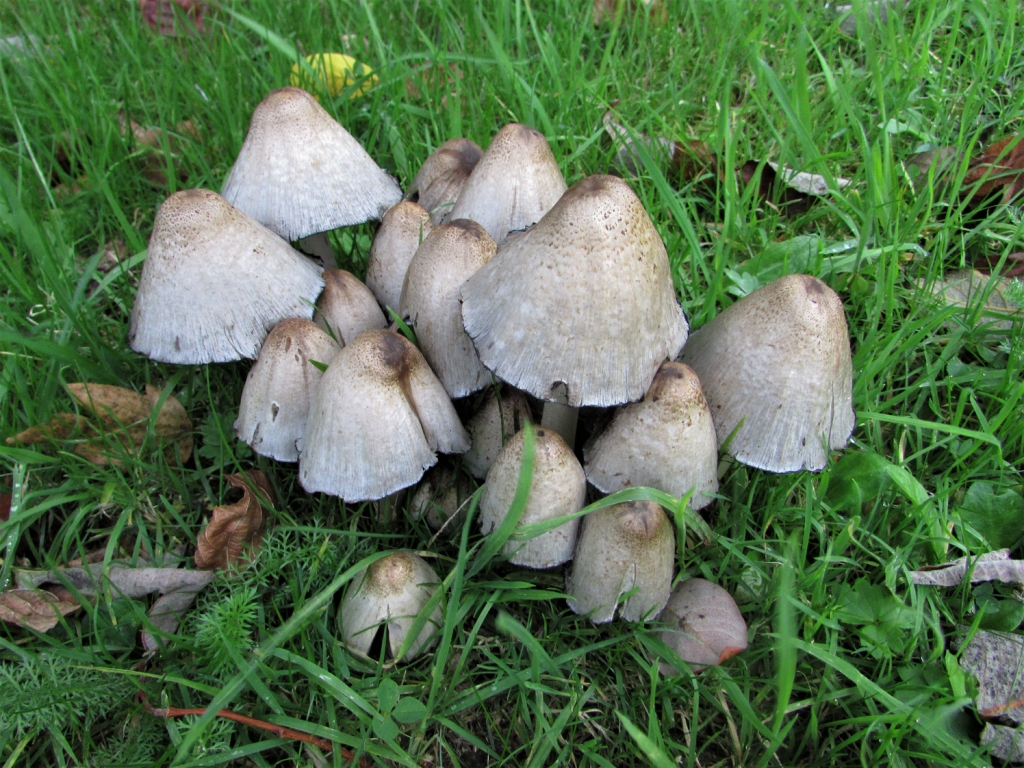 Common Inkcap - Wild Food UK