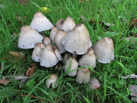 Common Inkcap - Wild Food UK