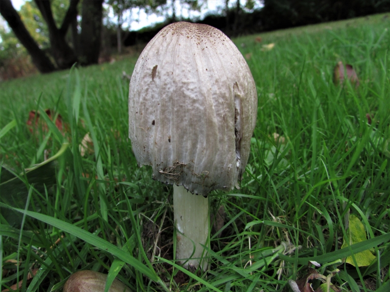 Common Inkcap - Wild Food UK