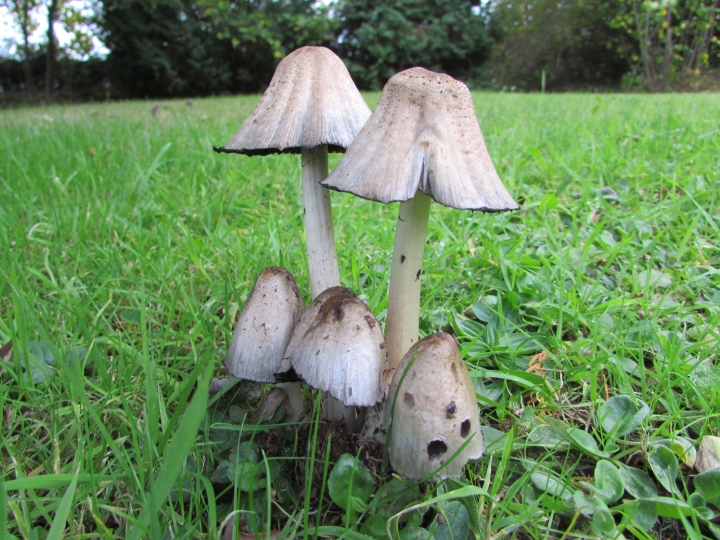 Common Inkcap