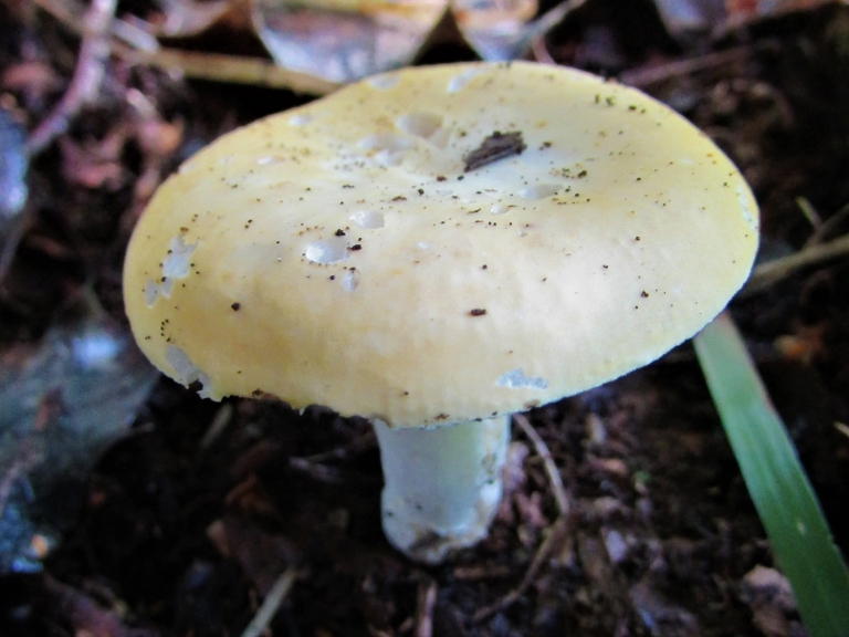 Ochre Brittlegill - Wild Food UK