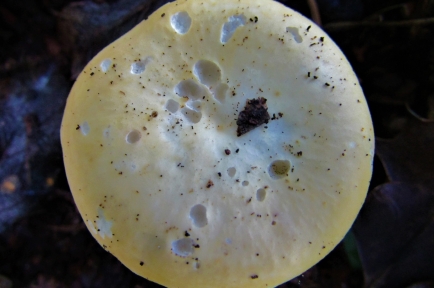 Common Yellow Russula