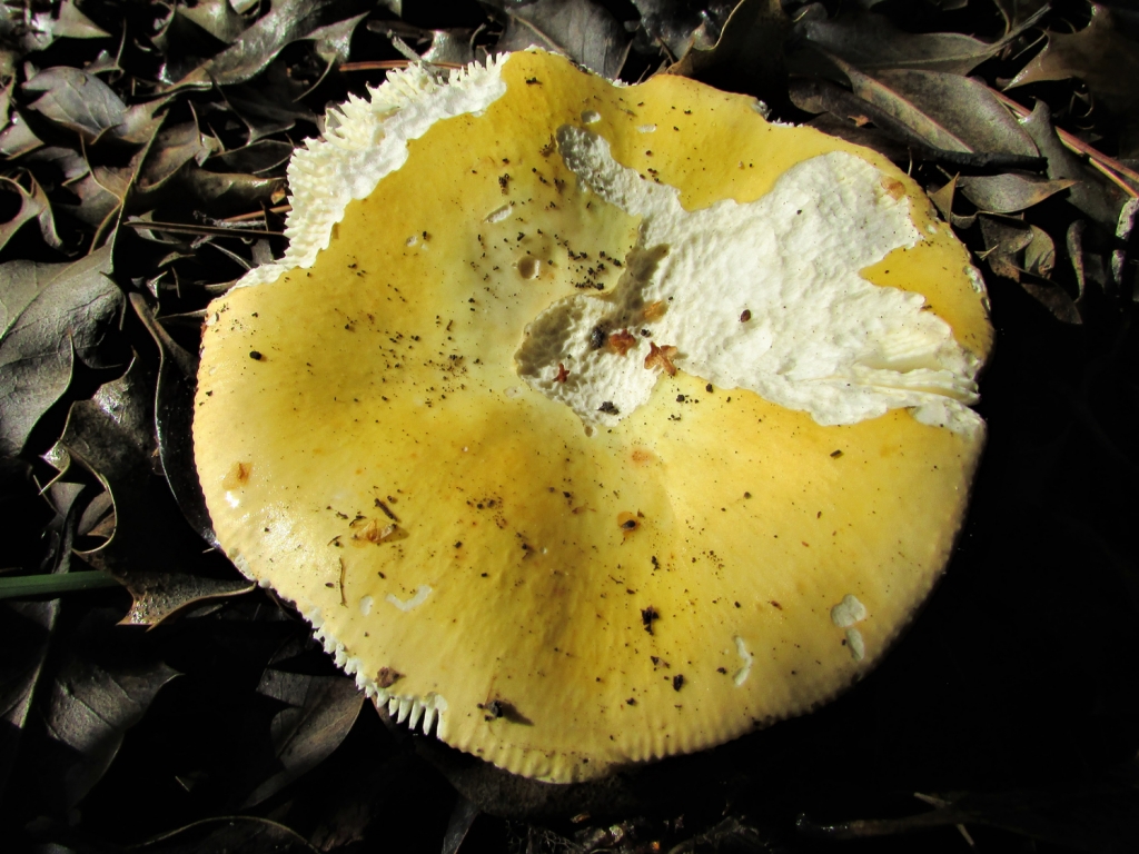 Common Yellow Russula