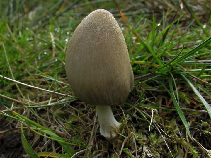 Common Inkcap - Wild Food UK