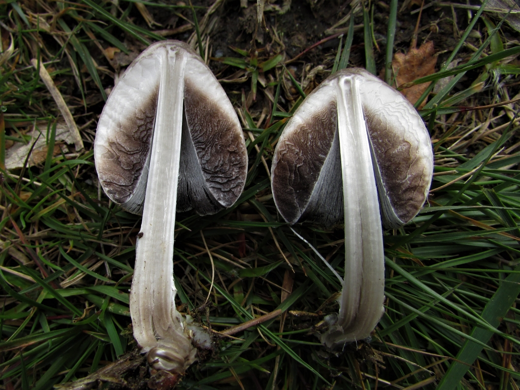 Common Inkcap