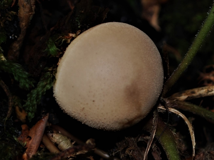 Stump Puffball