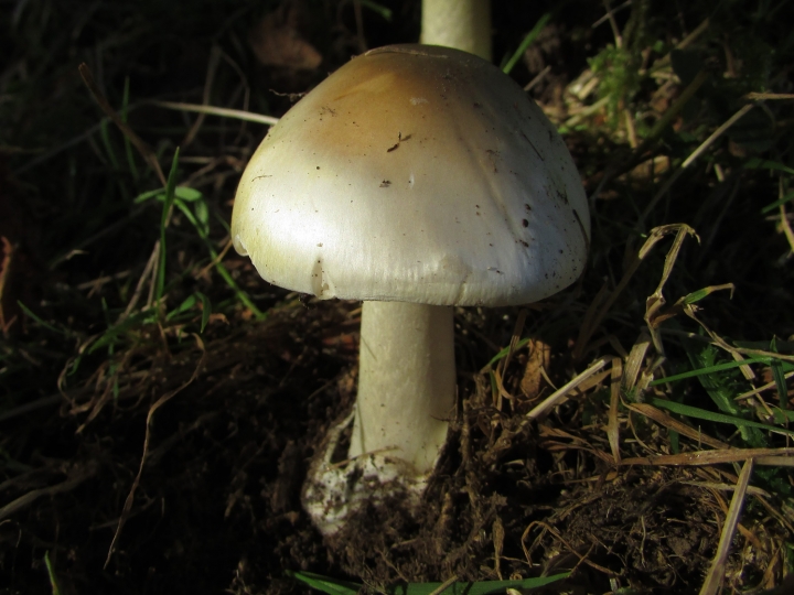 Deathcap - Wild Food UK