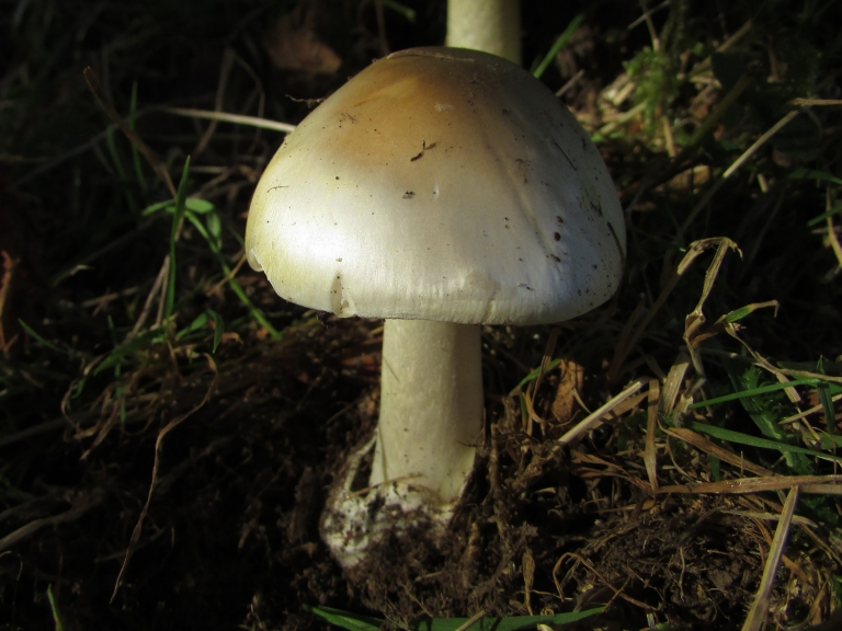 Deathcap - Wild Food UK