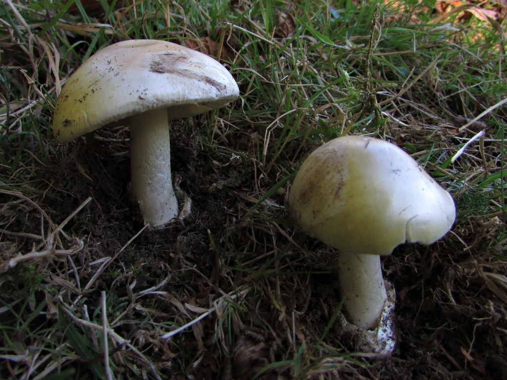 Deathcap - Wild Food UK