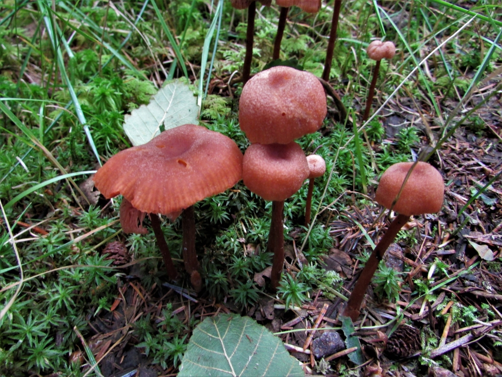 The Deceiver - Wild Food UK