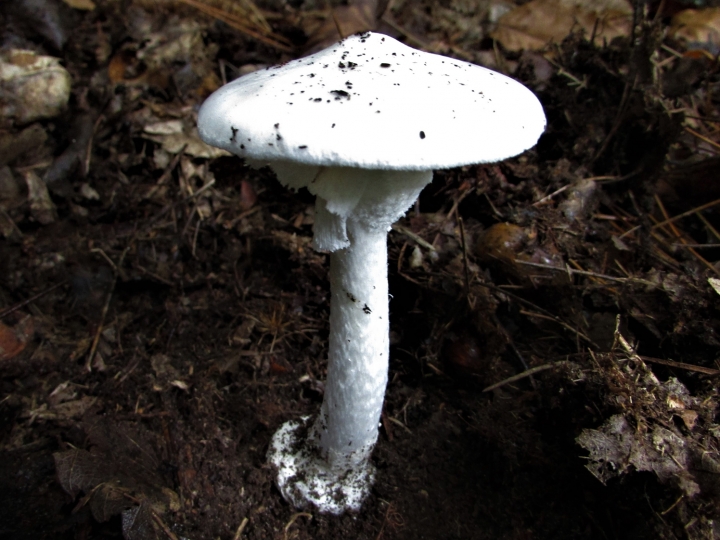 Destroying Angel - Wild Food UK