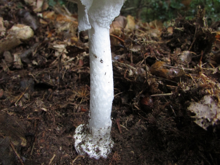 Destroying Angel