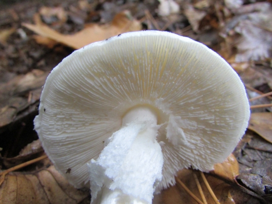 Destroying Angel - Wild Food UK