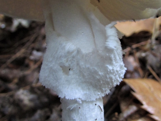 Destroying Angel