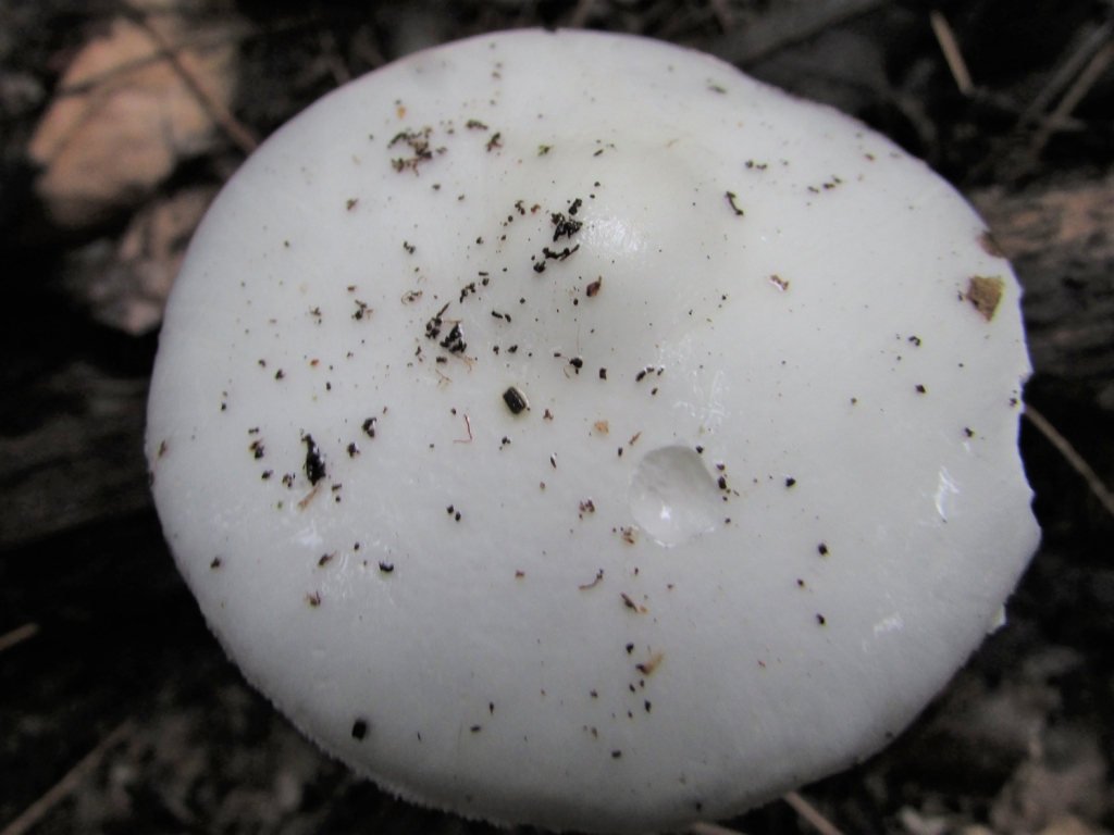 Destroying Angel